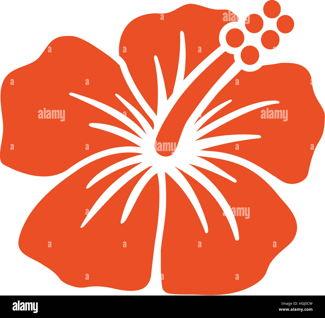 Hibiscus flower blossom Stock Photo - Alamy