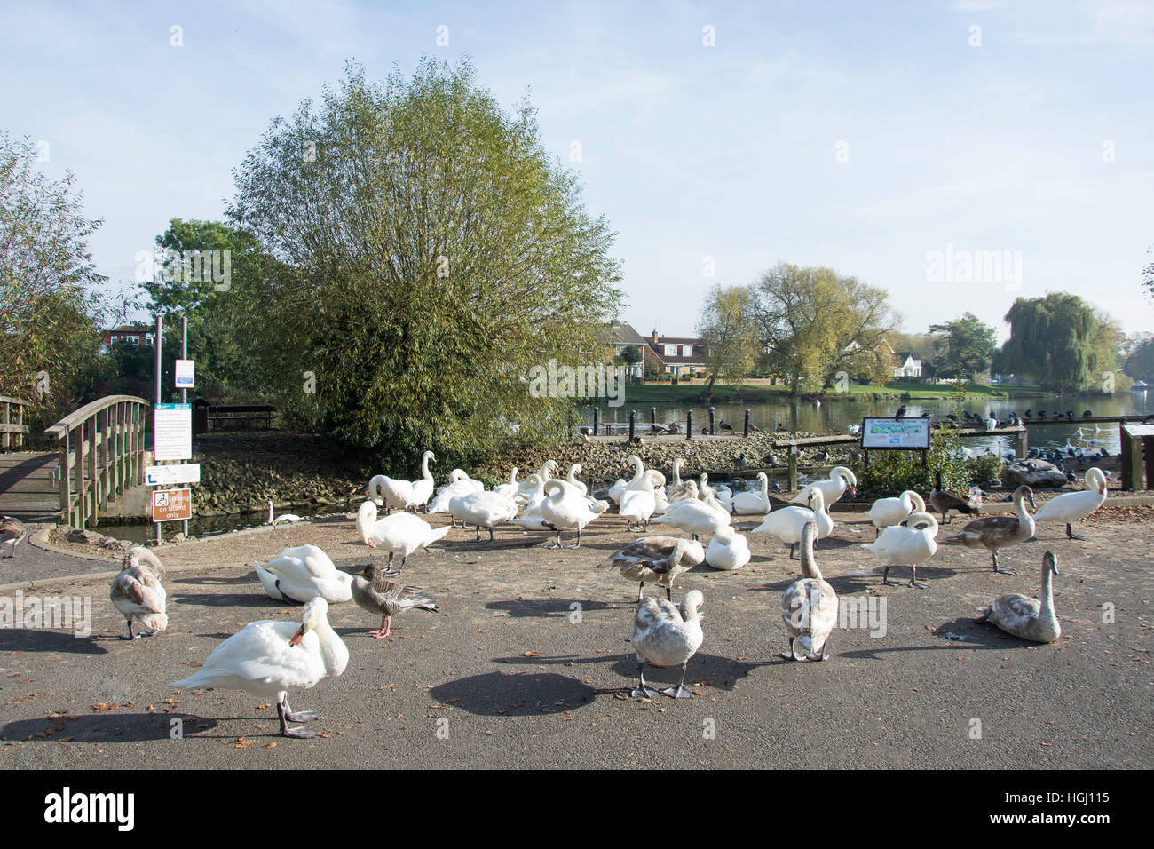 Swans by River Thames at Truss's Island, Staines-upon-Thames, Surrey ...