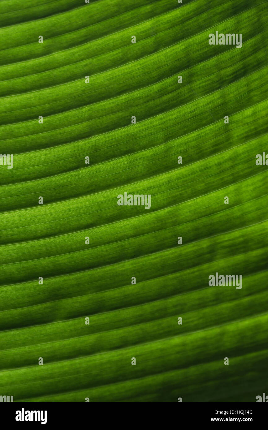 Vertical shot texture banana hi-res stock photography and images - Alamy