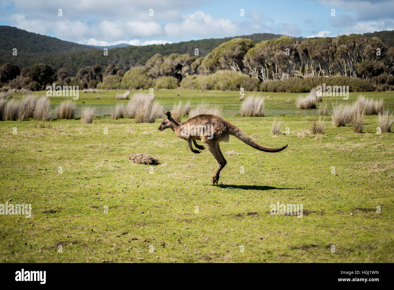 Kangaroo on the Run Stock Photo - Alamy