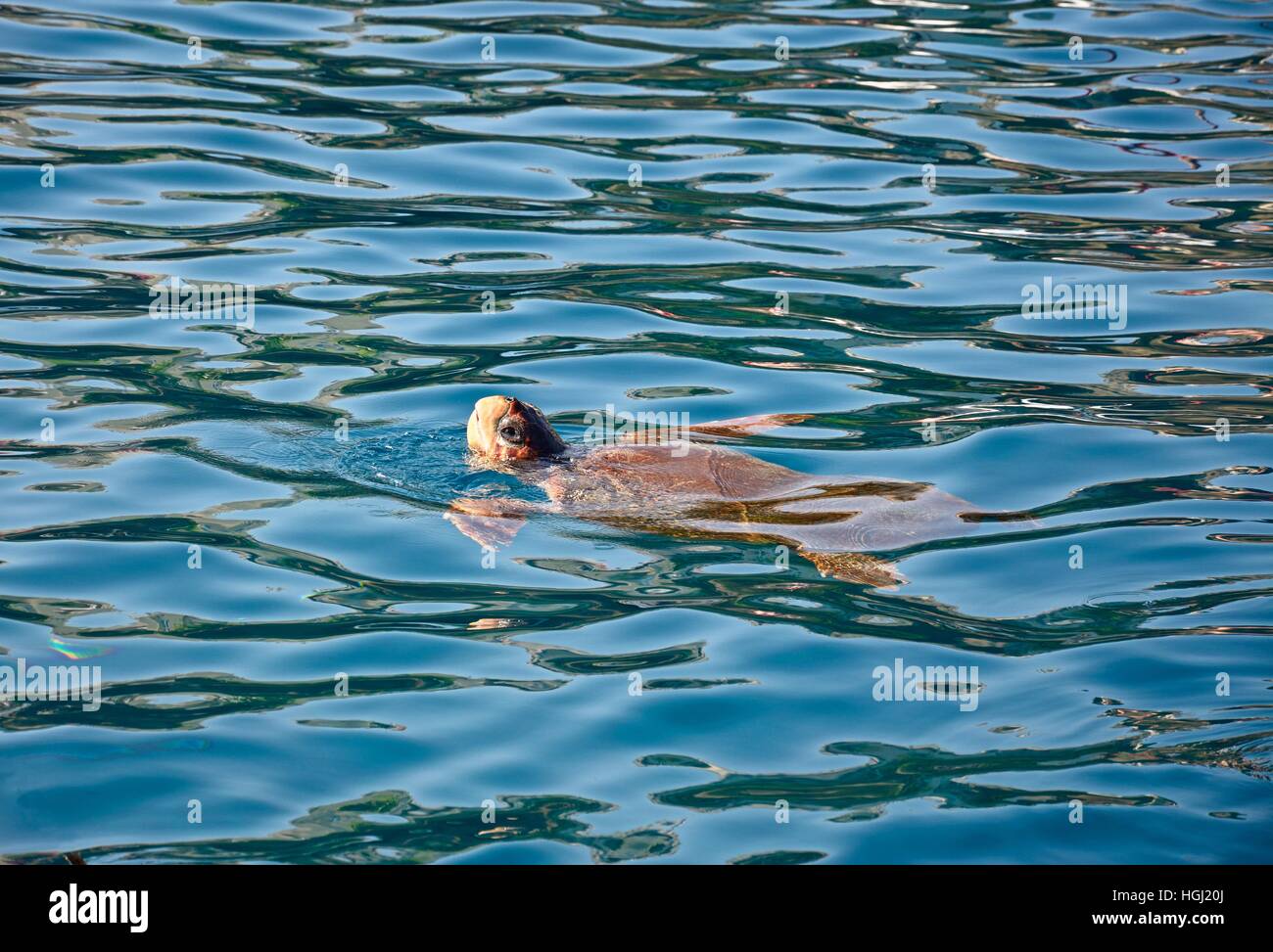 Carretta hi-res stock photography and images - Alamy
