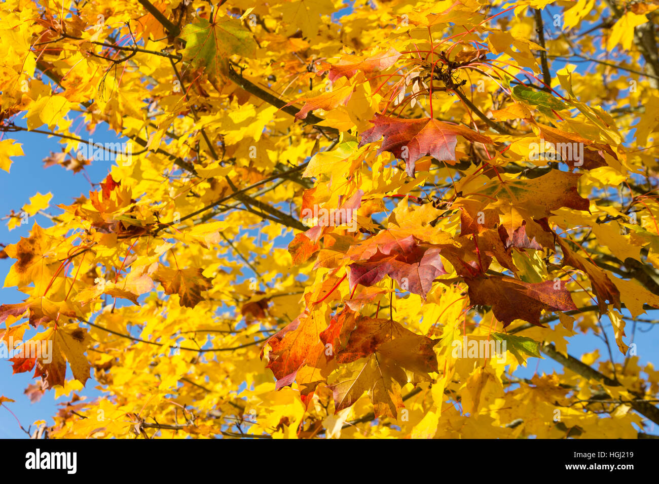 Colours of the world hi-res stock photography and images - Alamy