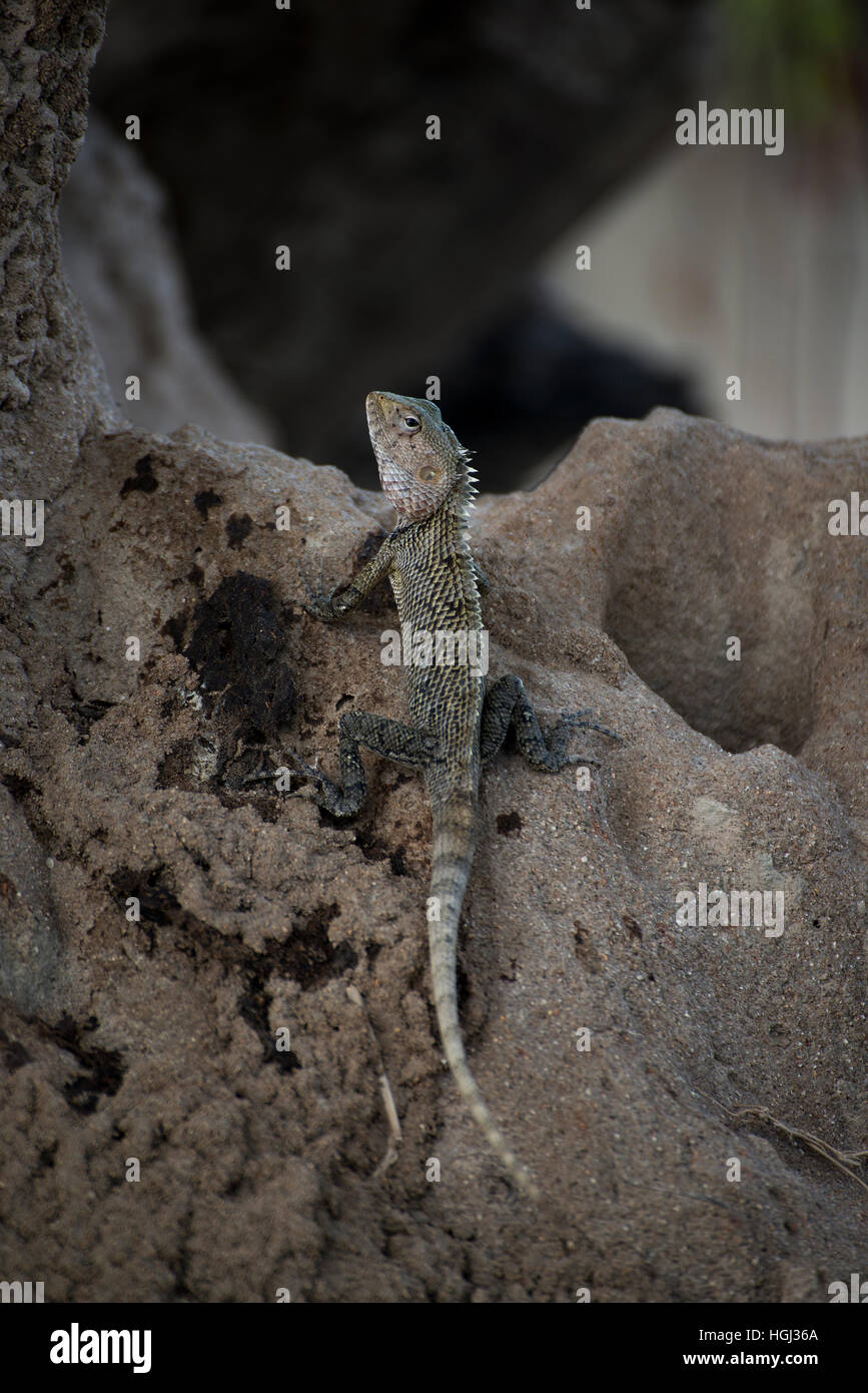 Lizard on Rock Stock Photo - Alamy