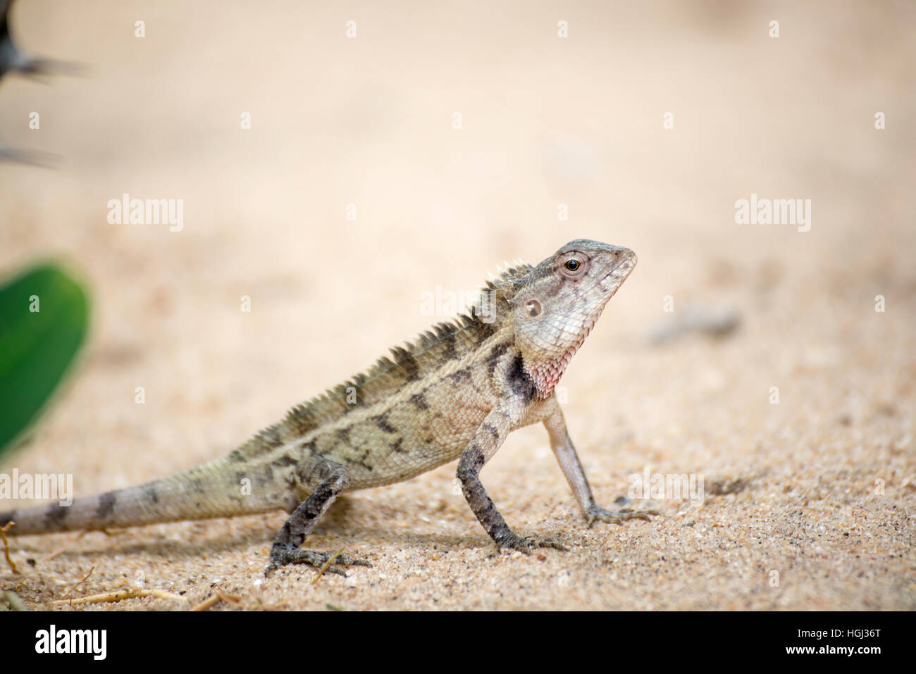 Lizard on Sand Stock Photo - Alamy