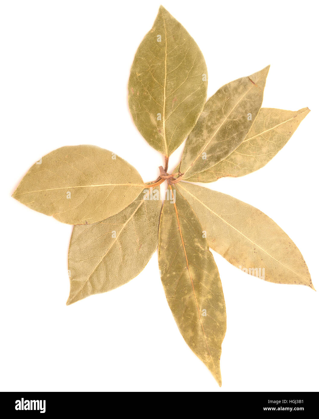 bay leaf isolated on white background Stock Photo - Alamy