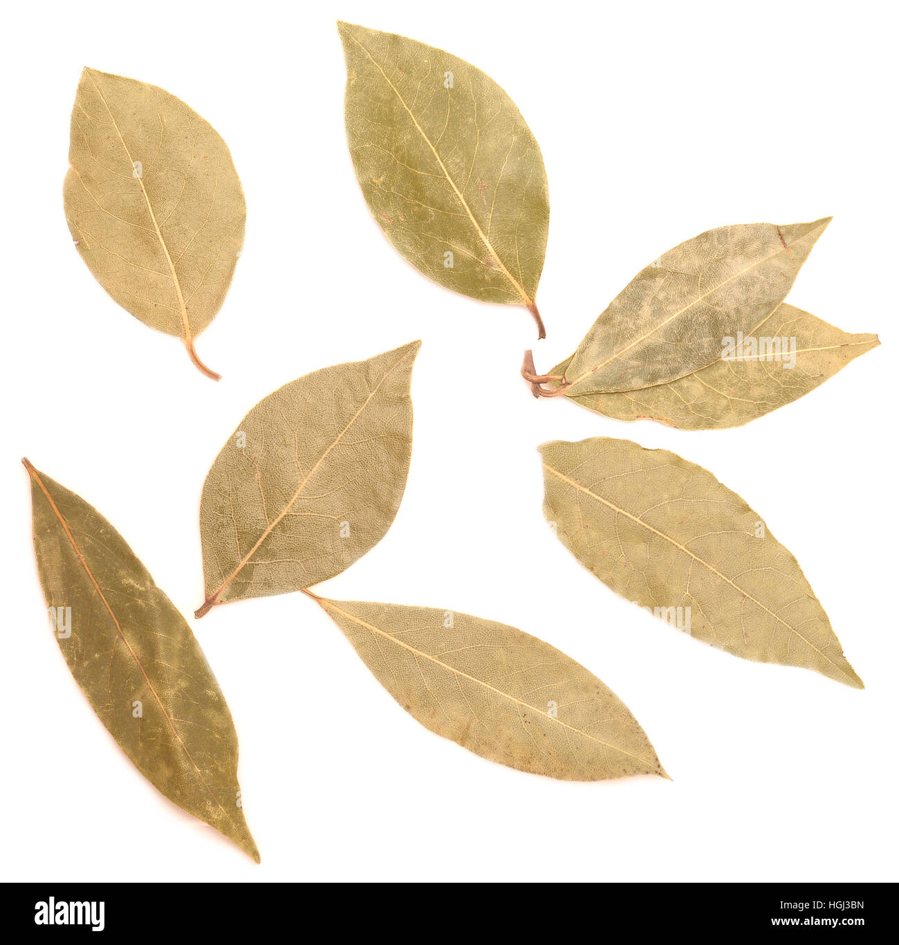 bay leaf isolated on white background Stock Photo - Alamy