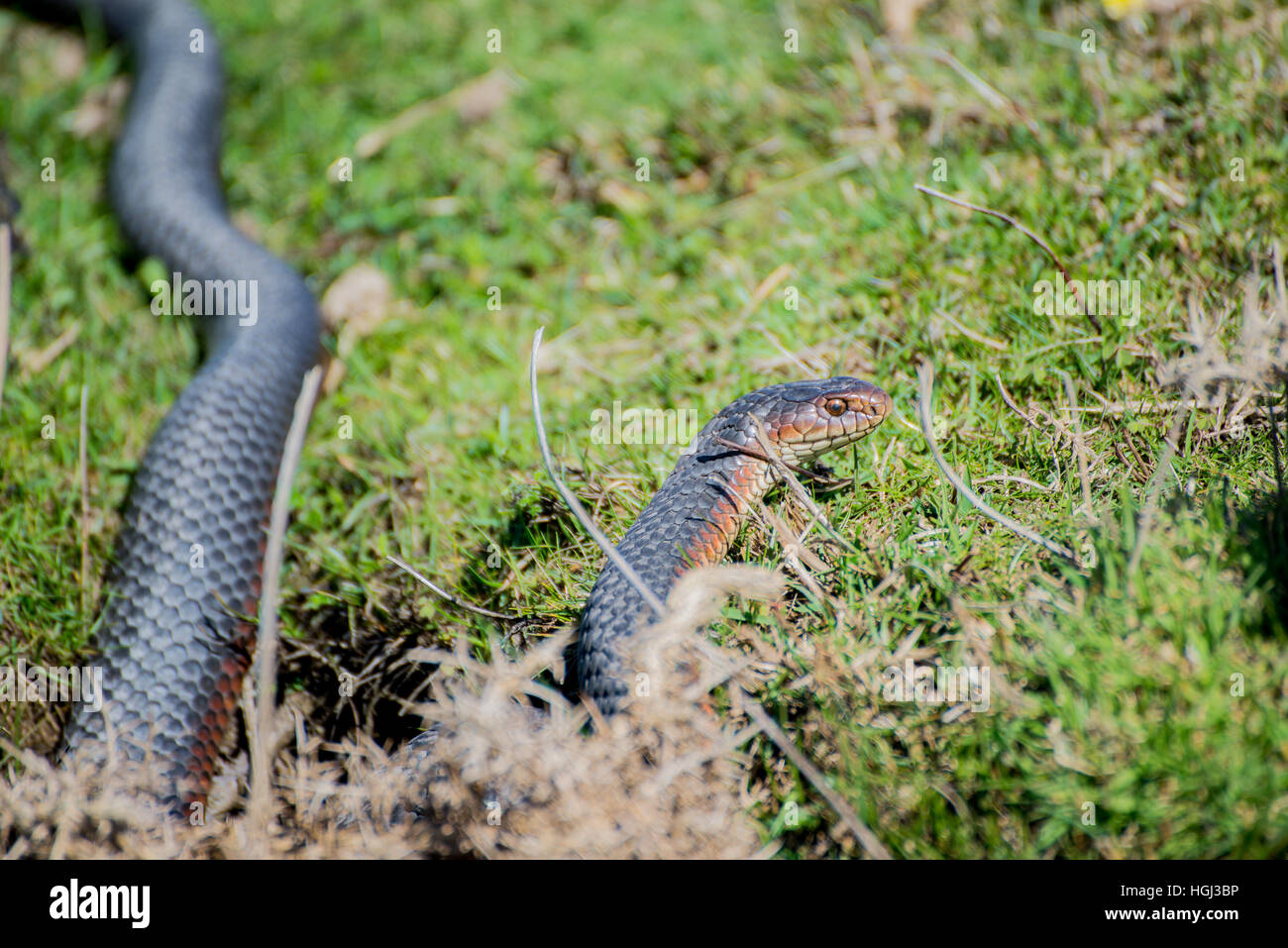 Australia snake copperhead hi-res stock photography and images - Alamy