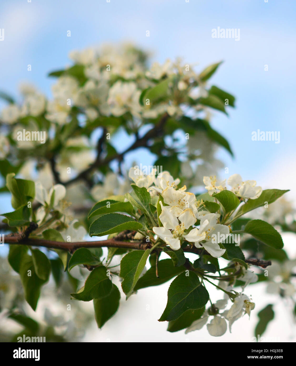 blossom apple tree Stock Photo - Alamy