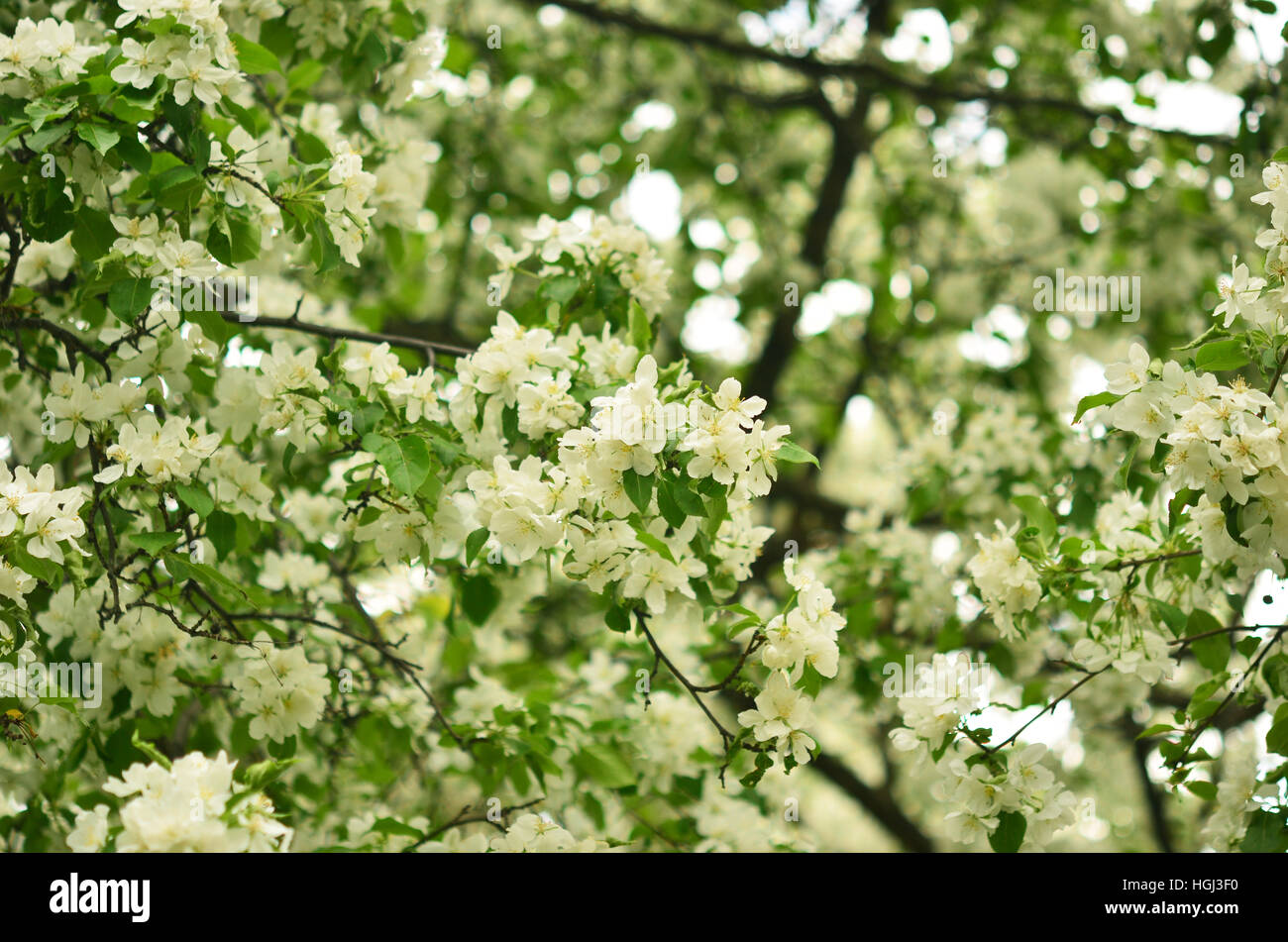 blossom apple tree Stock Photo - Alamy