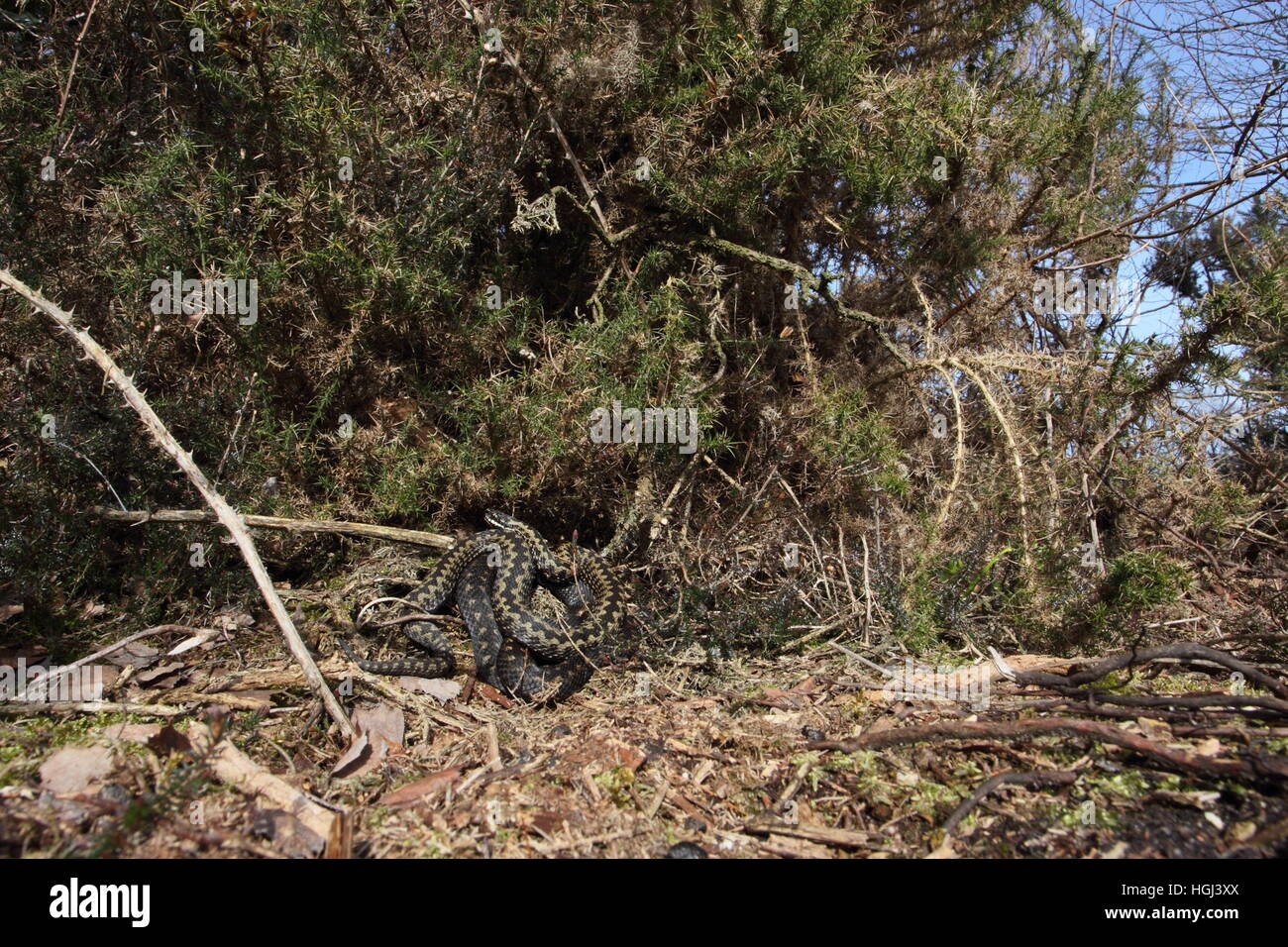 Habitat of adders hi-res stock photography and images - Alamy