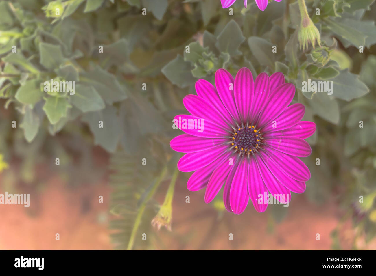 Closeup,Beautiful perple flower in garden,process color Stock Photo - Alamy