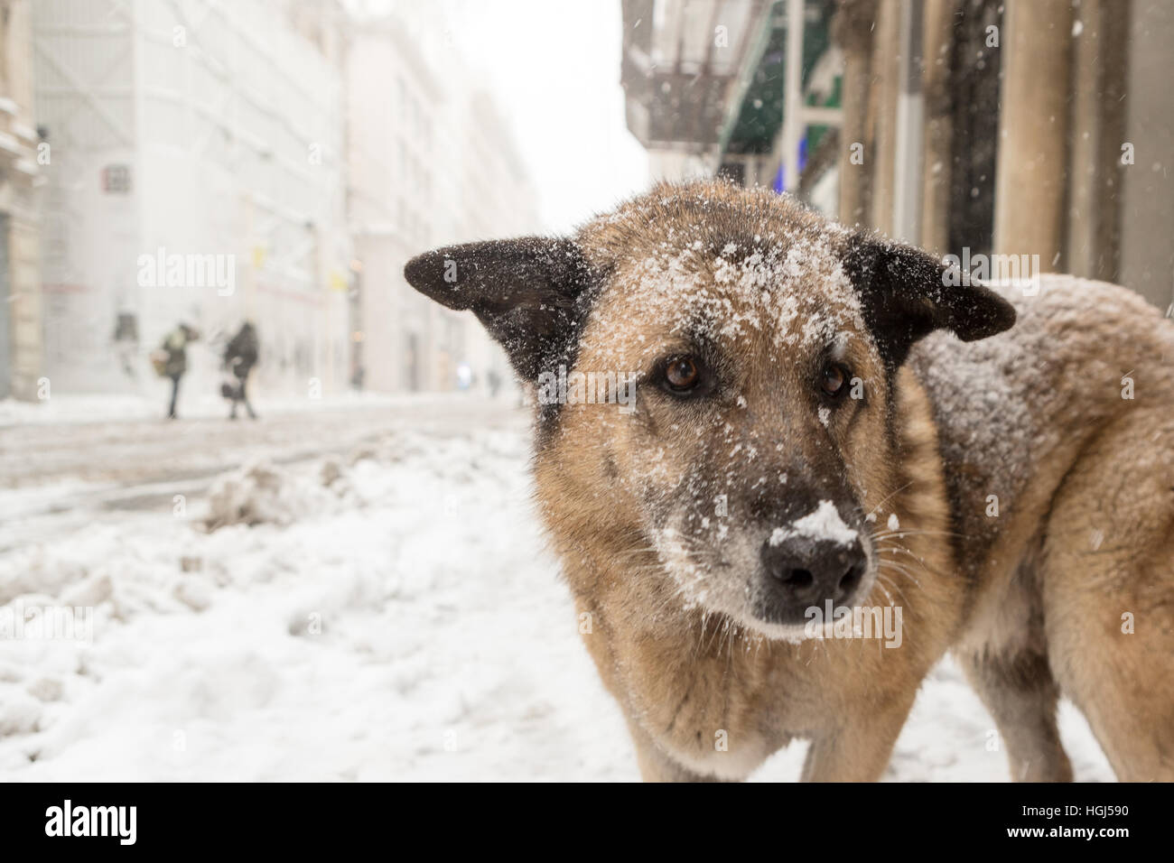 Homeless dog hi-res stock photography and images - Alamy