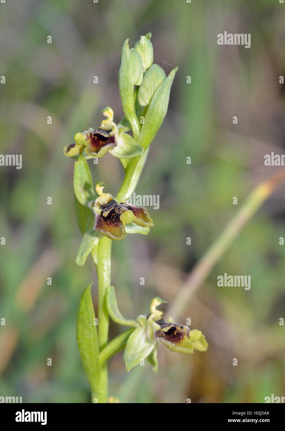 Ophrys aphrodite, previously known as Ophrys bornmuelleri Endemic ...