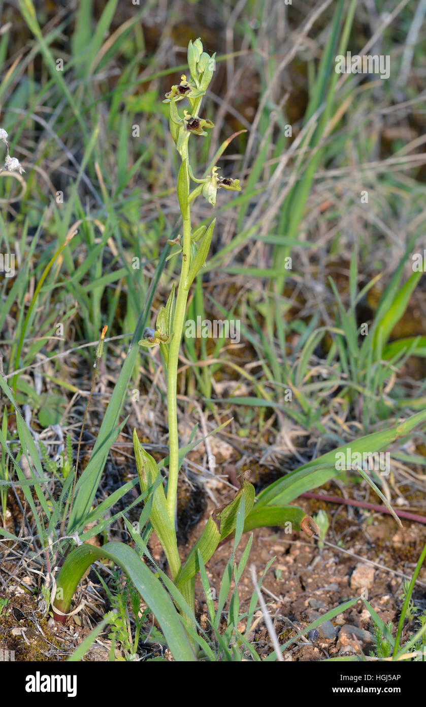 Ophrys aphrodite, previously known as Ophrys bornmuelleri Endemic ...