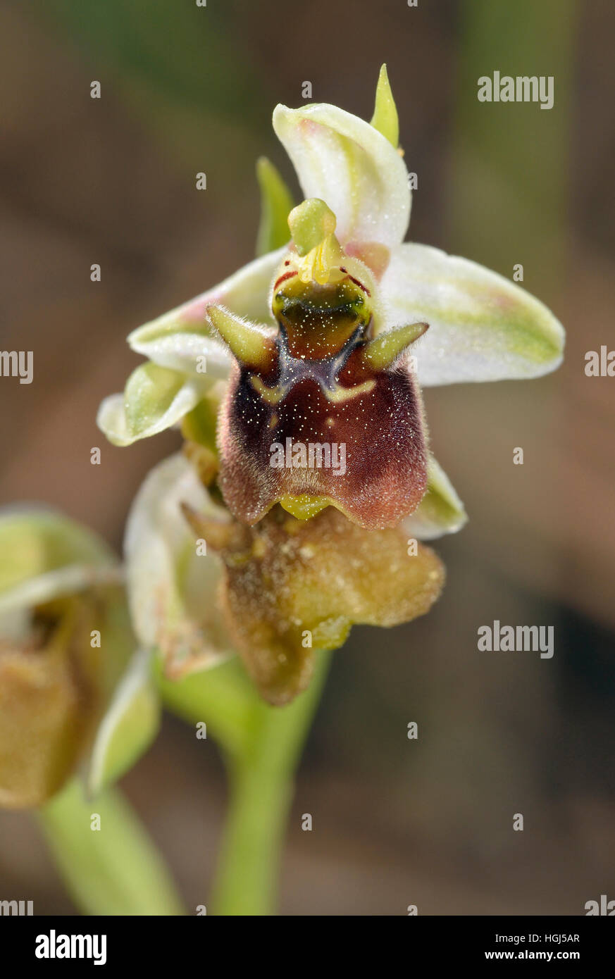 Ophrys aphrodite, previously known as Ophrys bornmuelleri Endemic ...