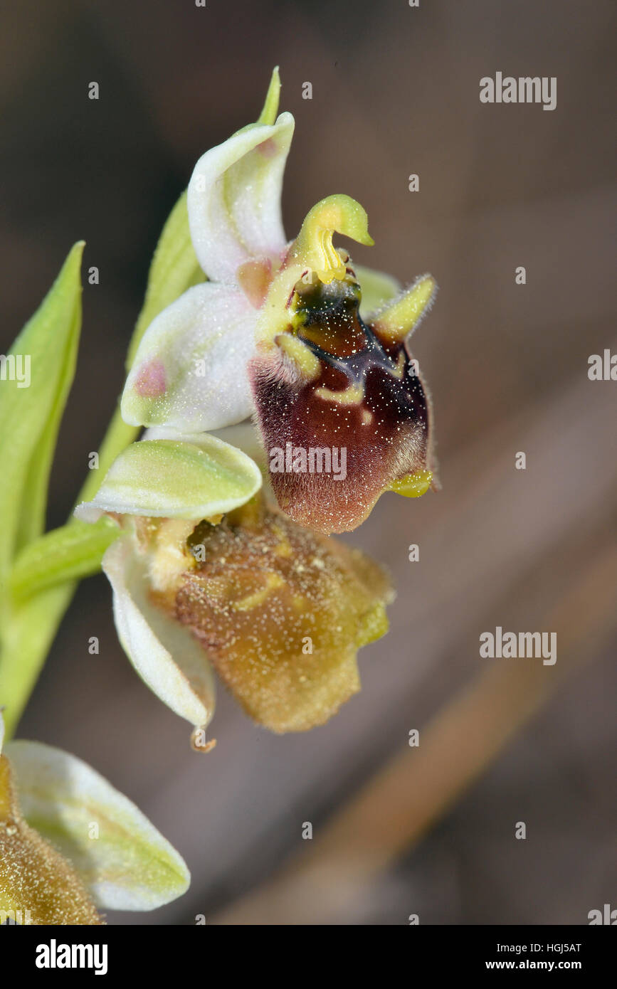 Ophrys aphrodite, previously known as Ophrys bornmuelleri Endemic ...