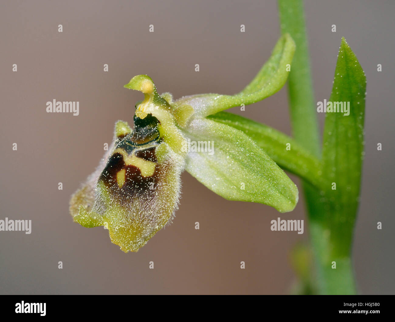 Ophrys aphrodite, previously known as Ophrys bornmuelleri Endemic ...