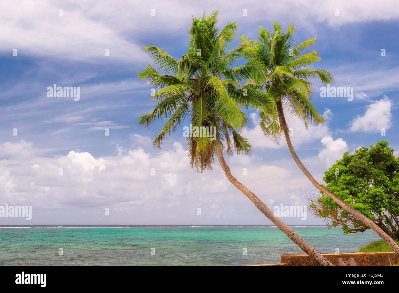 Palm trees on the Beach Stock Photo - Alamy