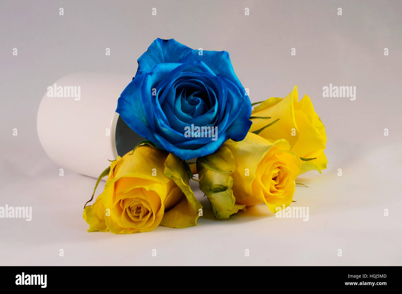 Close up of Blue rose and yellow roses flowers Stock Photo - Alamy