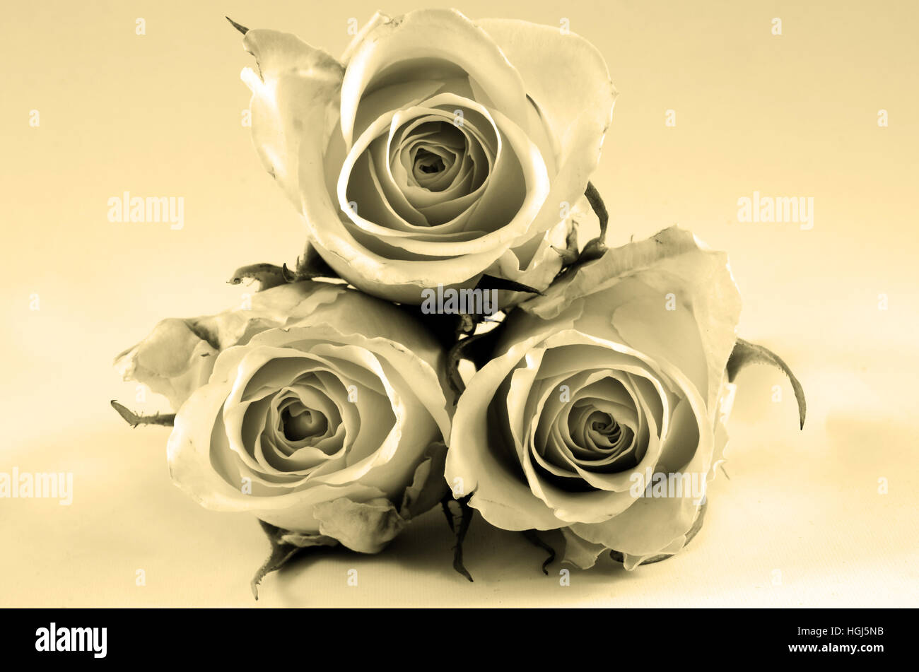 Sepia roses hi-res stock photography and images - Alamy