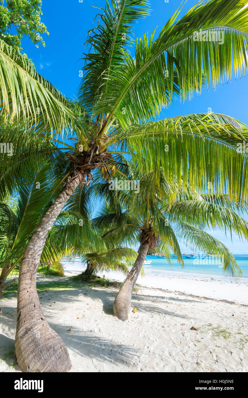 Tropical white sand beach island hi-res stock photography and images ... Tropical white sand beach island hi-res stock photography and images ...