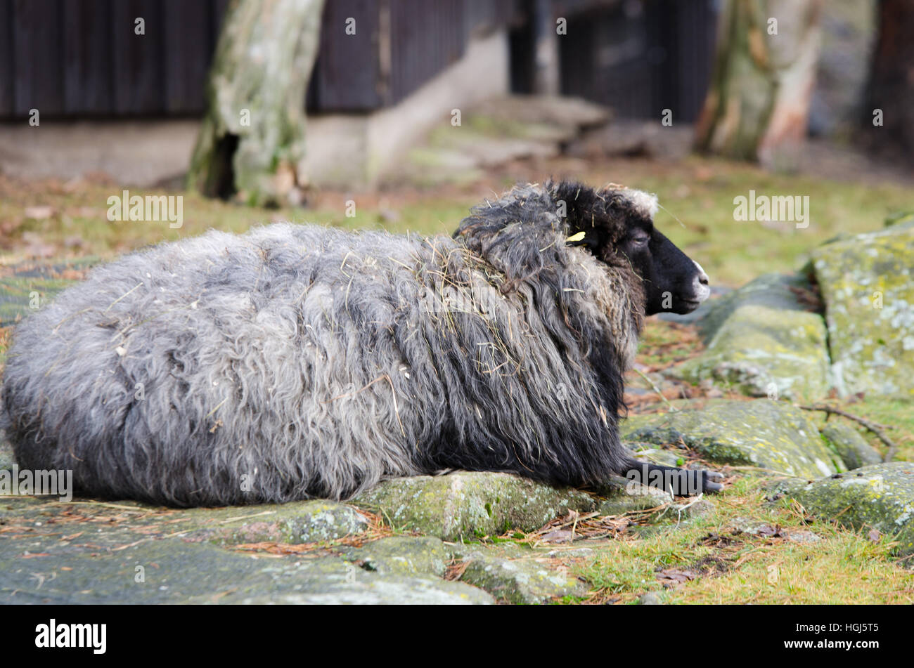 Big sheep hi-res stock photography and images - Alamy