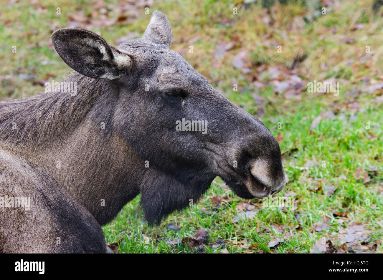 Sweden moose park hi-res stock photography and images - Alamy