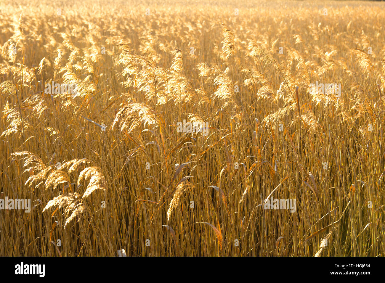 Growing grass heads hi-res stock photography and images - Alamy