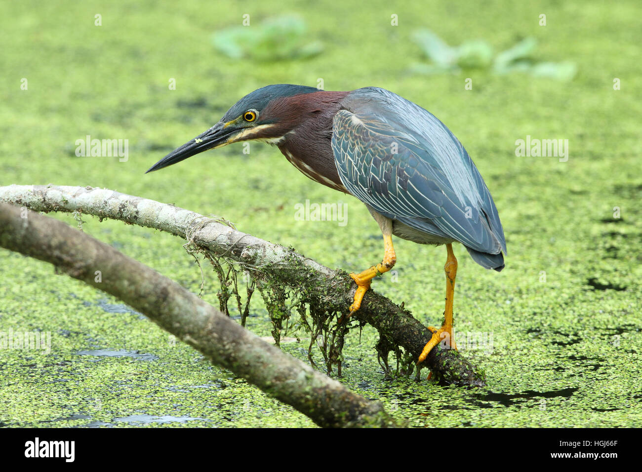 Green Heron Butorides virescens fishing from floating branch in an ...