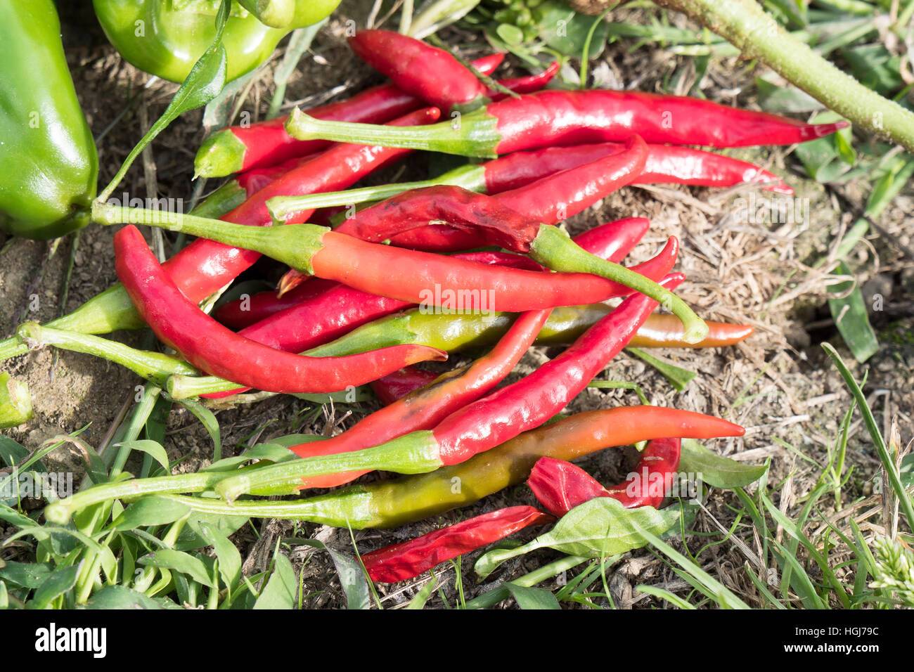 the fresh red peppers from the garden Stock Photo - Alamy