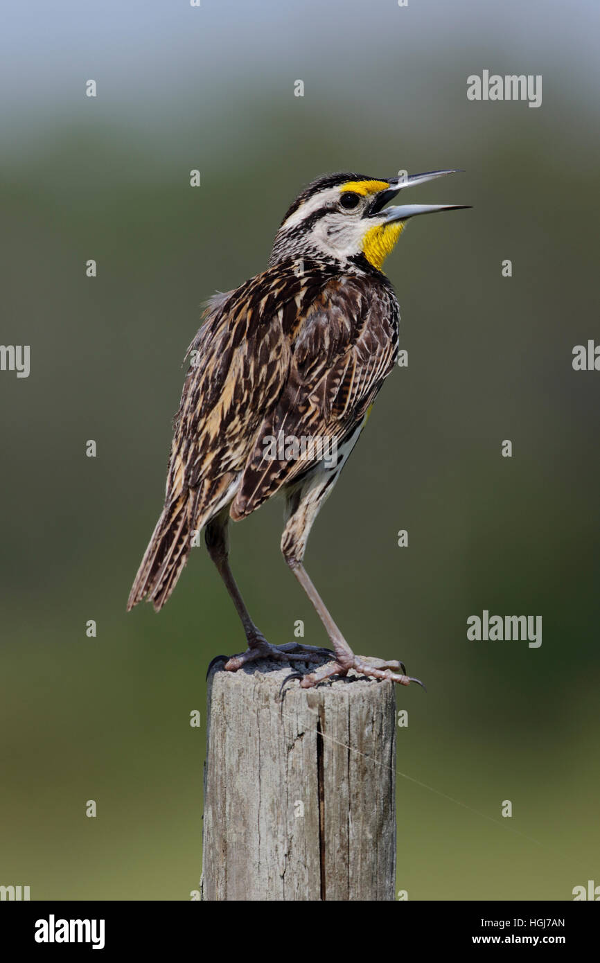 Malar stripe hi-res stock photography and images - Alamy