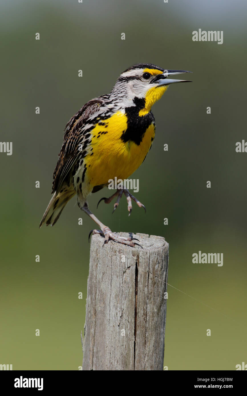 Black malar stripe hi-res stock photography and images - Alamy