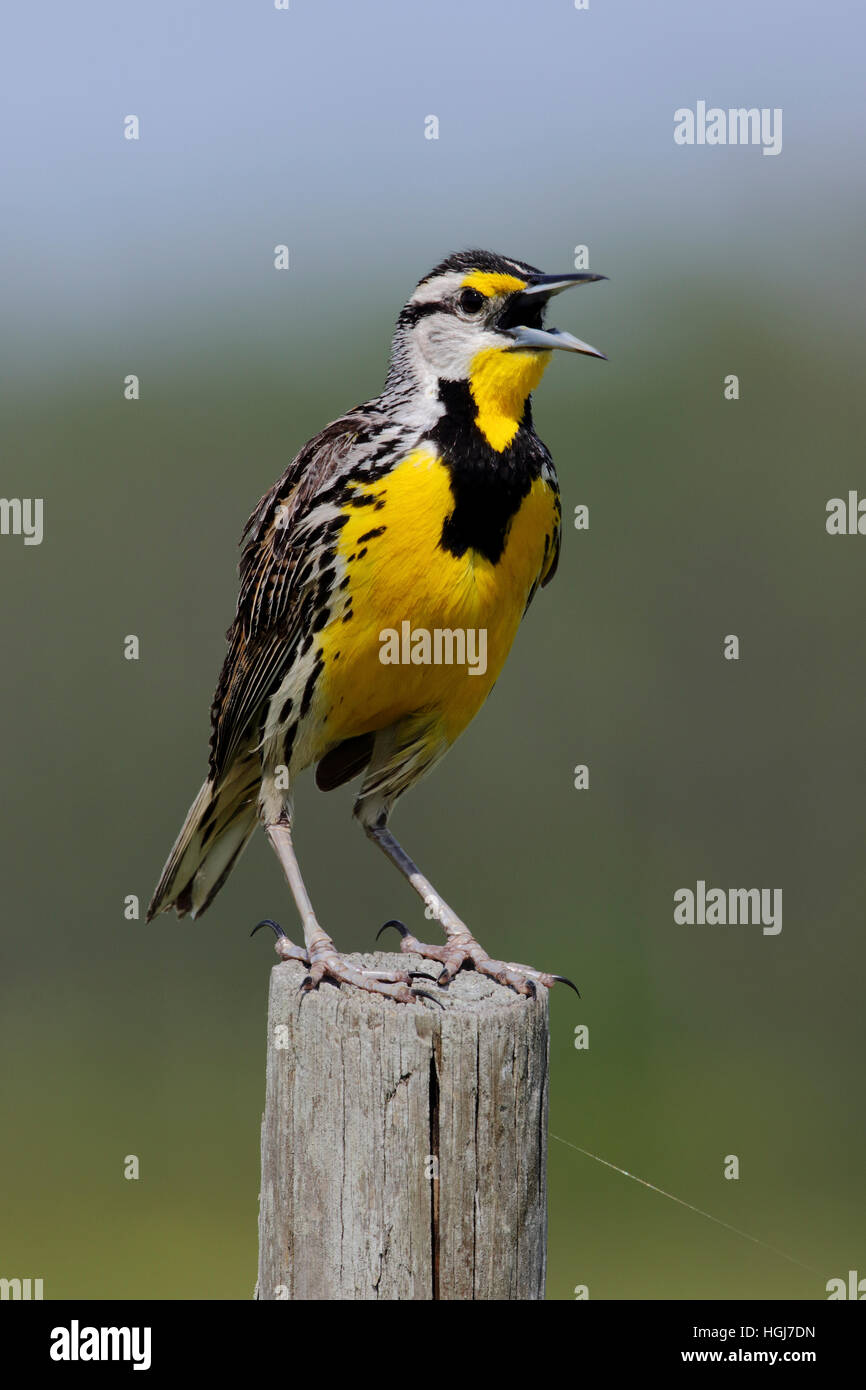 Malar stripe hi-res stock photography and images - Alamy