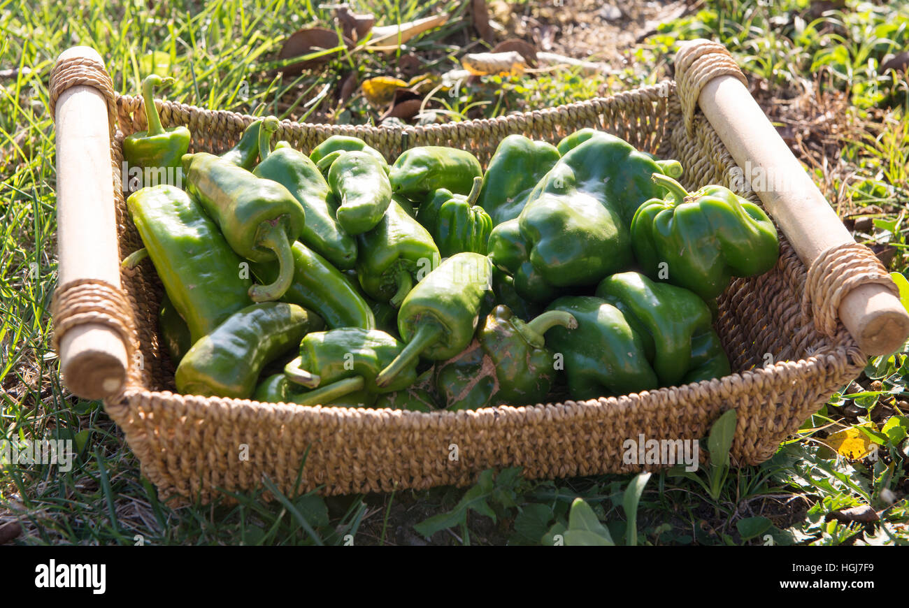 Basket with green peppers in the garden Stock Photo - Alamy