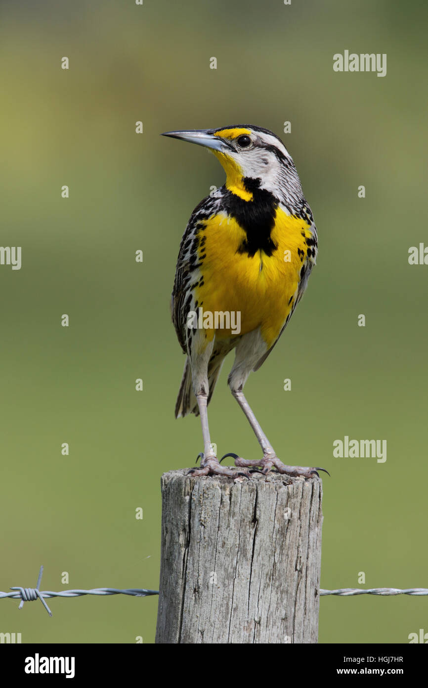 Black malar stripe hi-res stock photography and images - Alamy