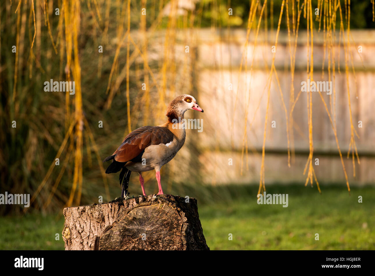 Feral egyptian goose hi-res stock photography and images - Alamy