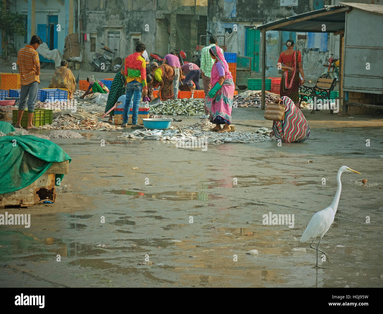 Women sorting fish on the quayside for sale at market on Diu Island ...