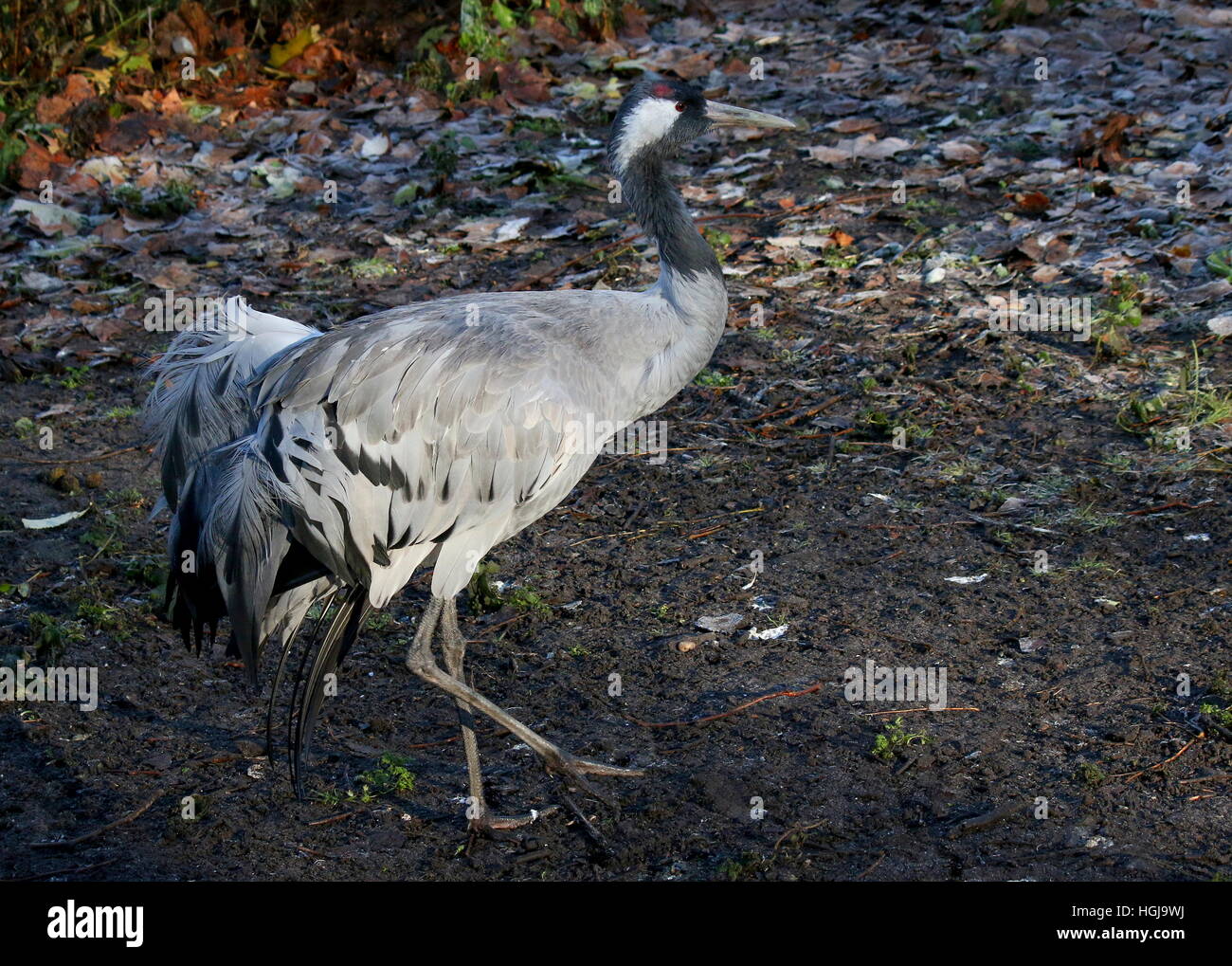 European Common Crane (Grus Grus) in closeup Stock Photo - Alamy