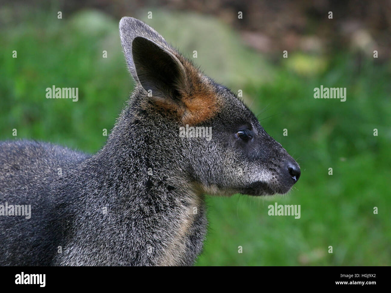 Wallaby close up portrait eating in hi-res stock photography and images ...