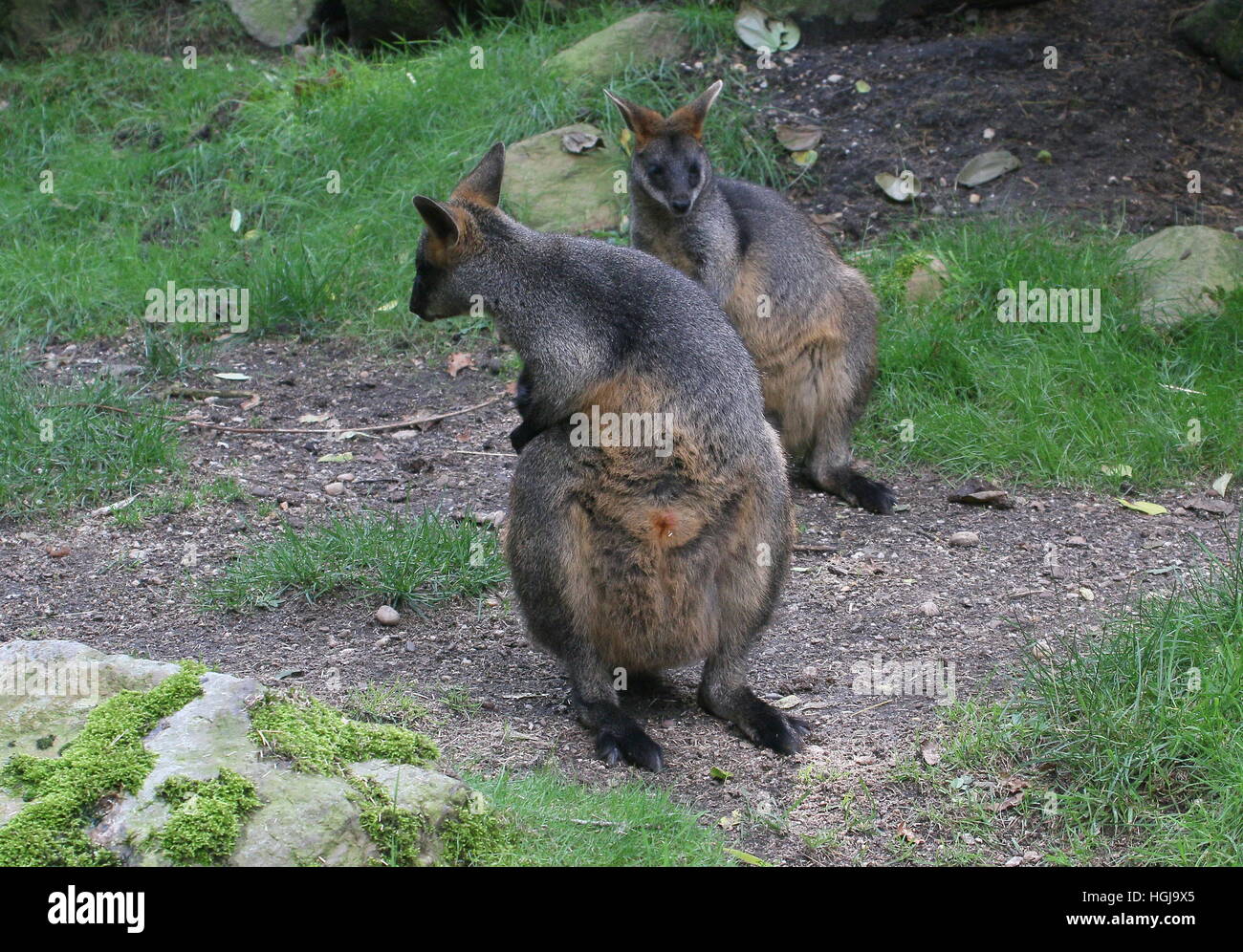 Pair of East Australian Swamp Wallabies (Wallabia bicolor), also Black ...