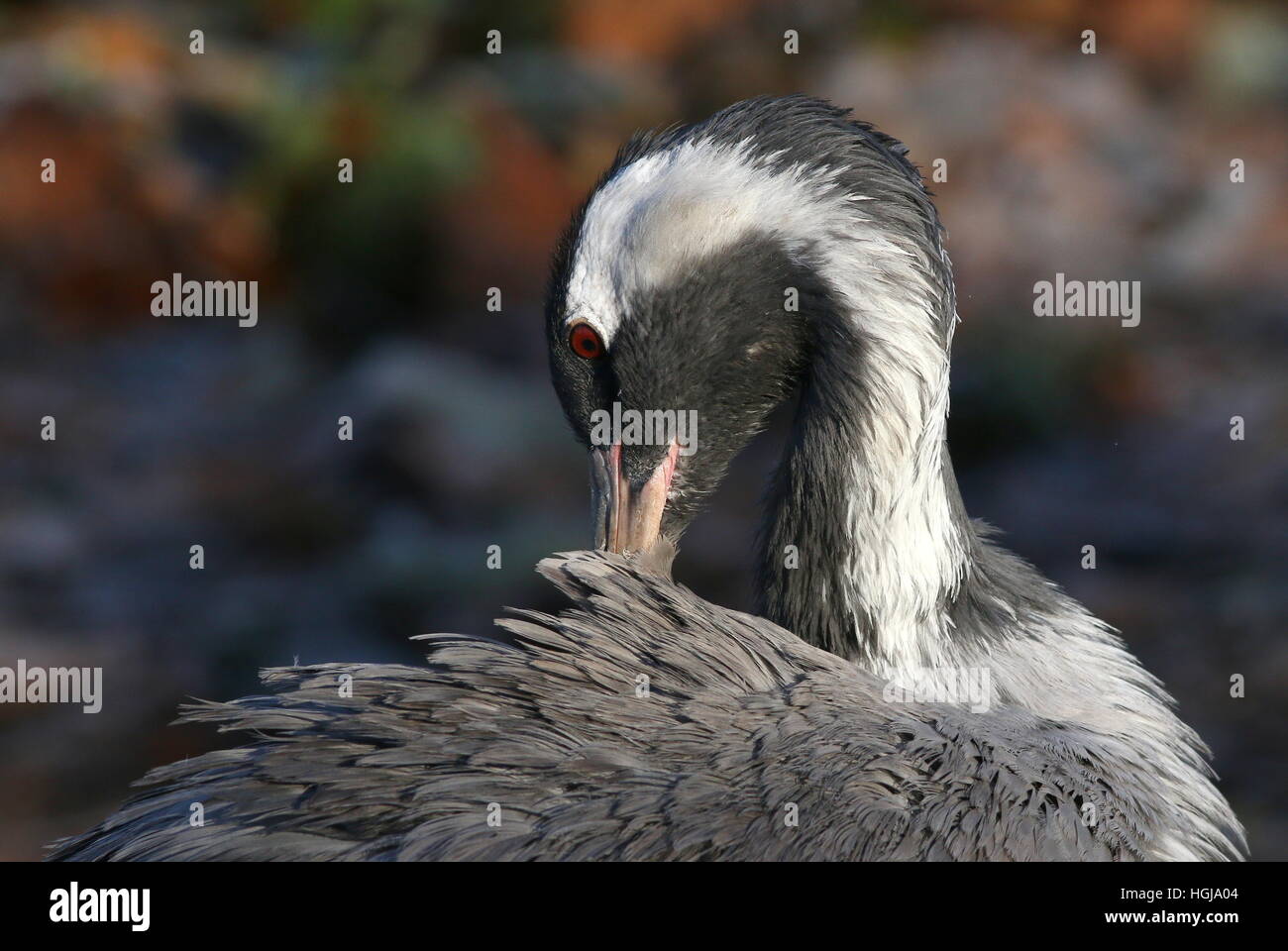 Preening feathers hi-res stock photography and images - Alamy