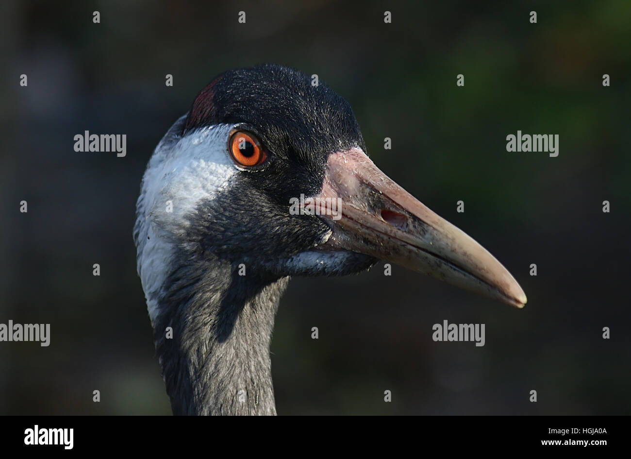 Grus gru common crane hi-res stock photography and images - Alamy