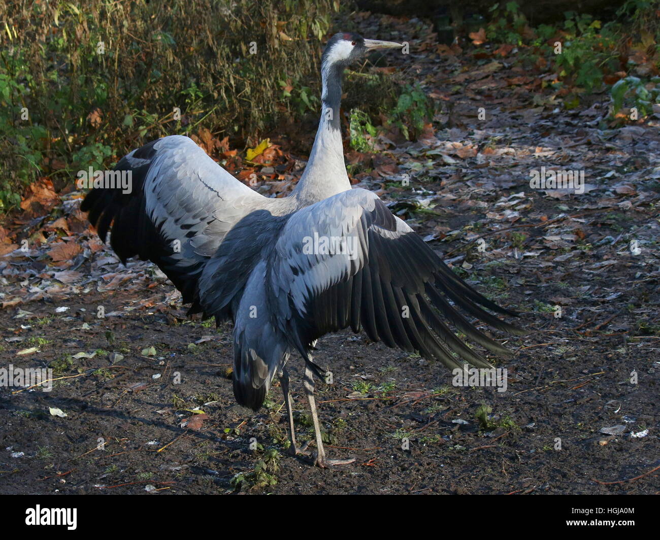 Grus gru common crane hi-res stock photography and images - Alamy