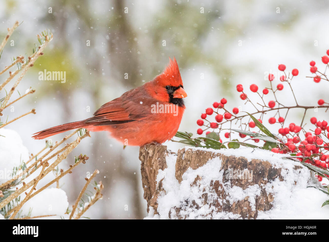 Red cardinal snow hi-res stock photography and images - Alamy