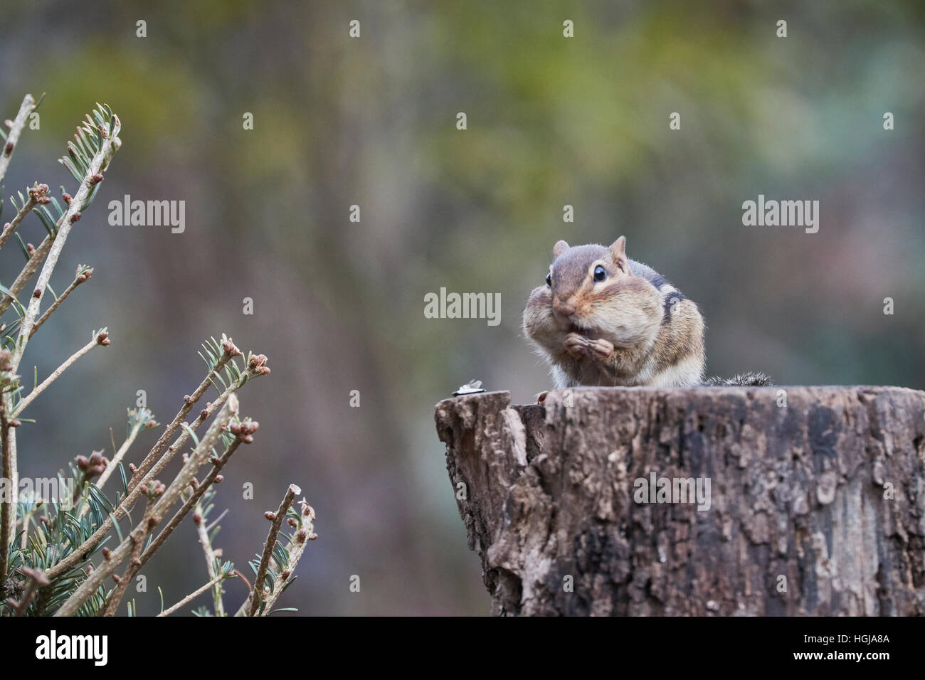 Chipmunk seeds hi-res stock photography and images - Alamy