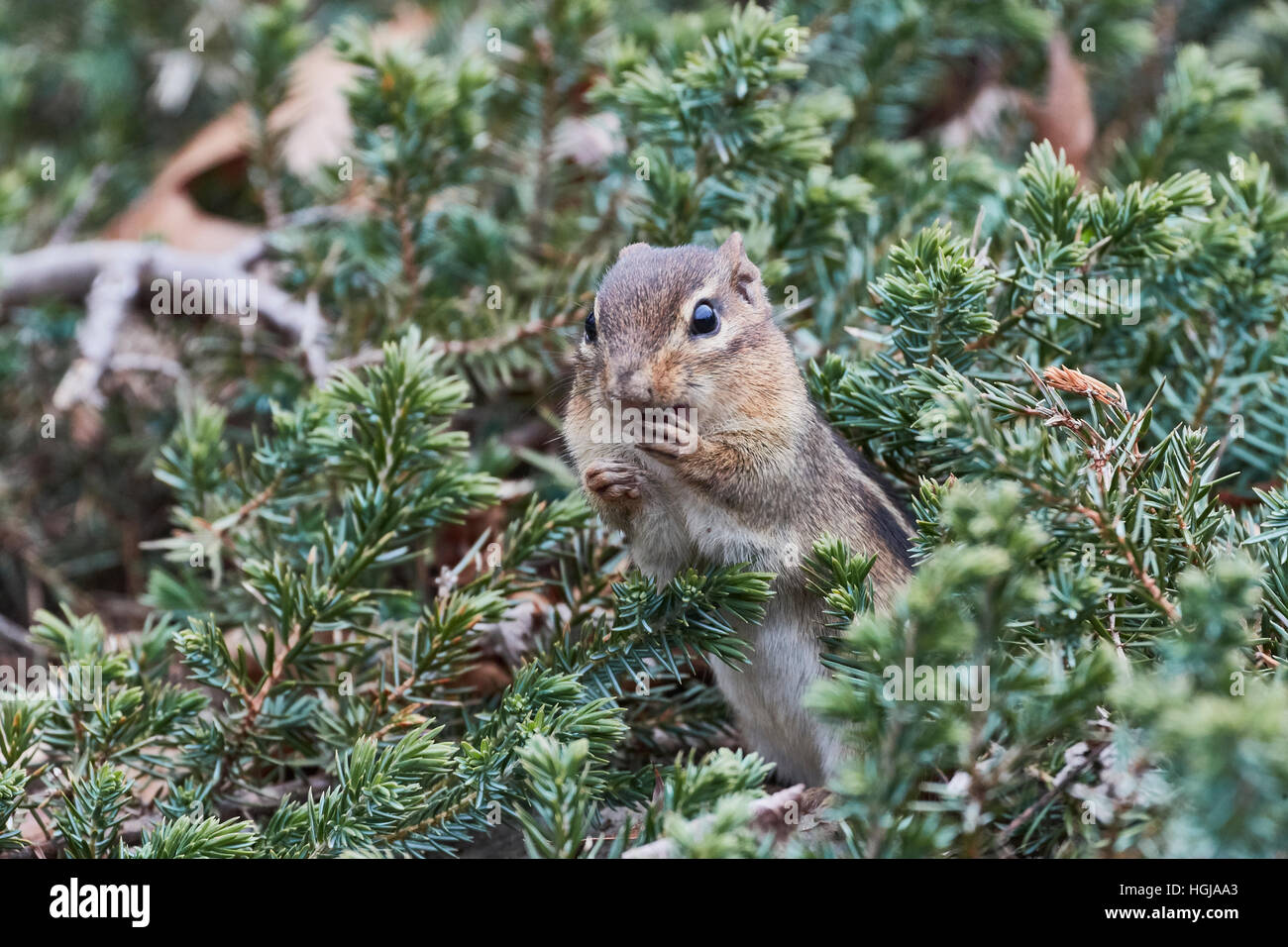 Chipmunk hands hi-res stock photography and images - Alamy