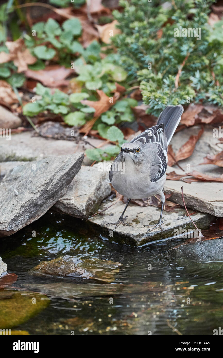 Arkansas northern mockingbird hi-res stock photography and images - Alamy