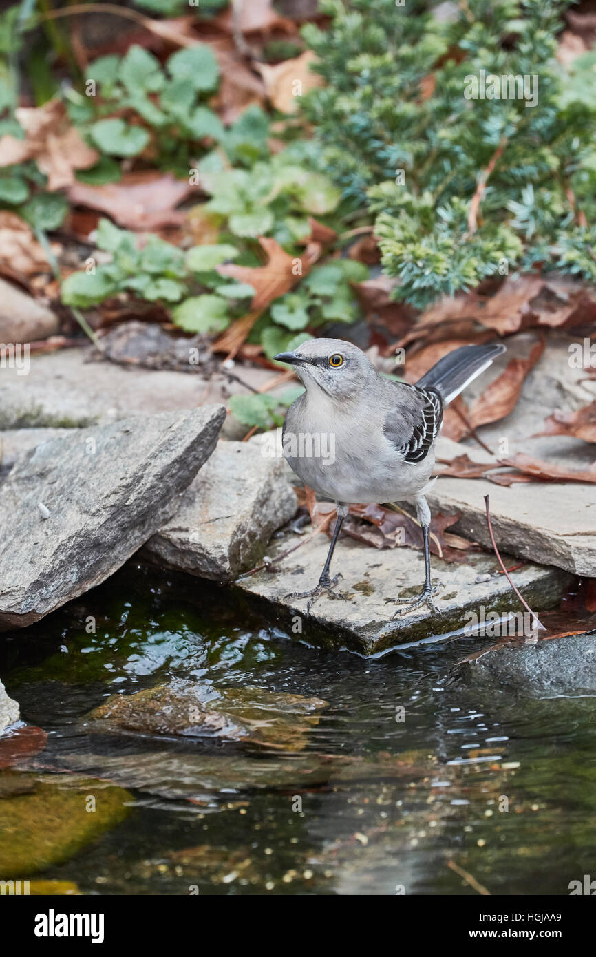 Arkansas northern mockingbird hi-res stock photography and images - Alamy