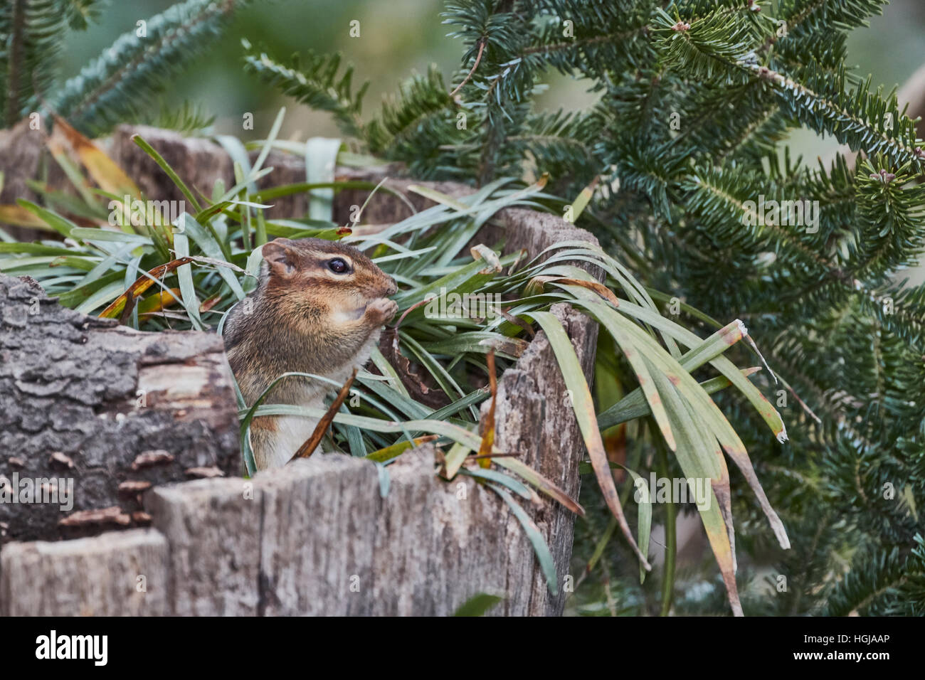 Eastern chipmunk hi-res stock photography and images - Alamy