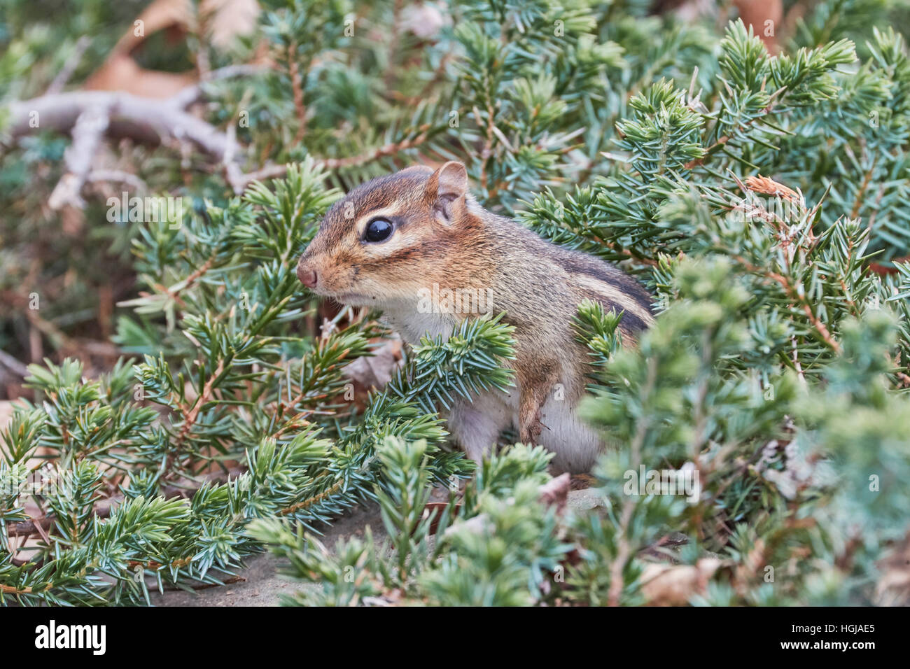 Chipmunk hole hi-res stock photography and images - Alamy